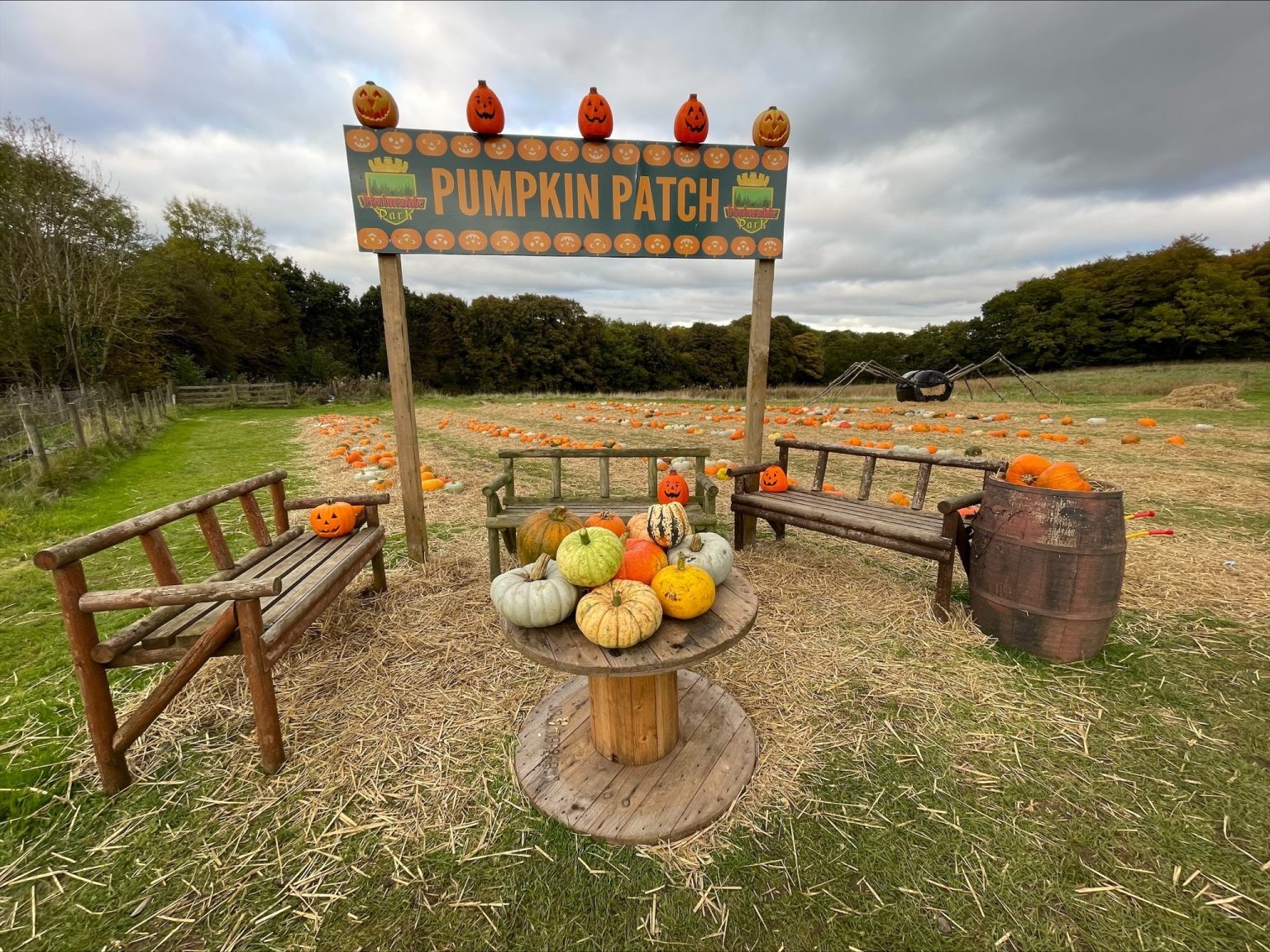 Pumpkin Patch in County Durham | Holmside Park