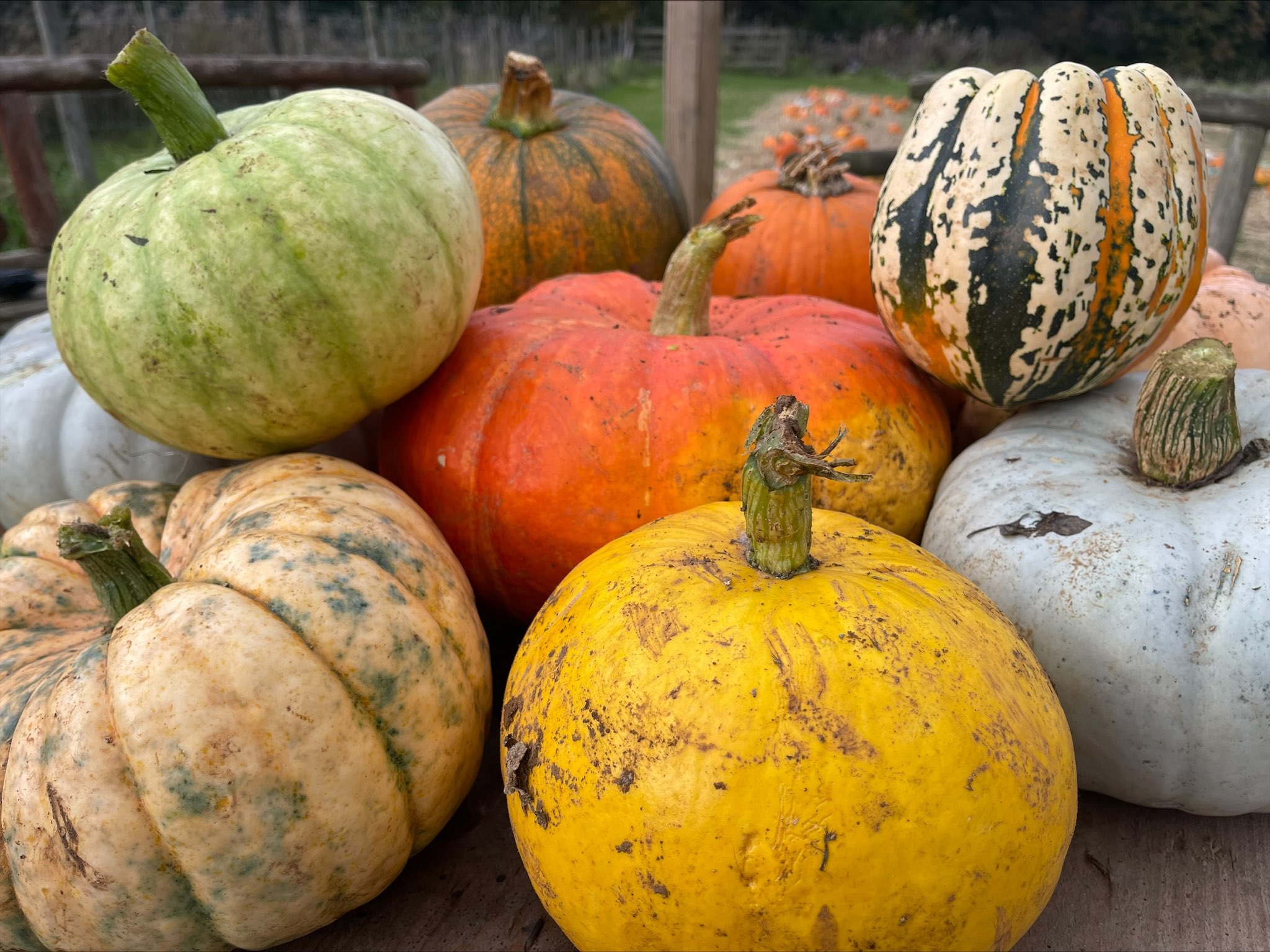 Pumpkin Patch in County Durham | Holmside Park